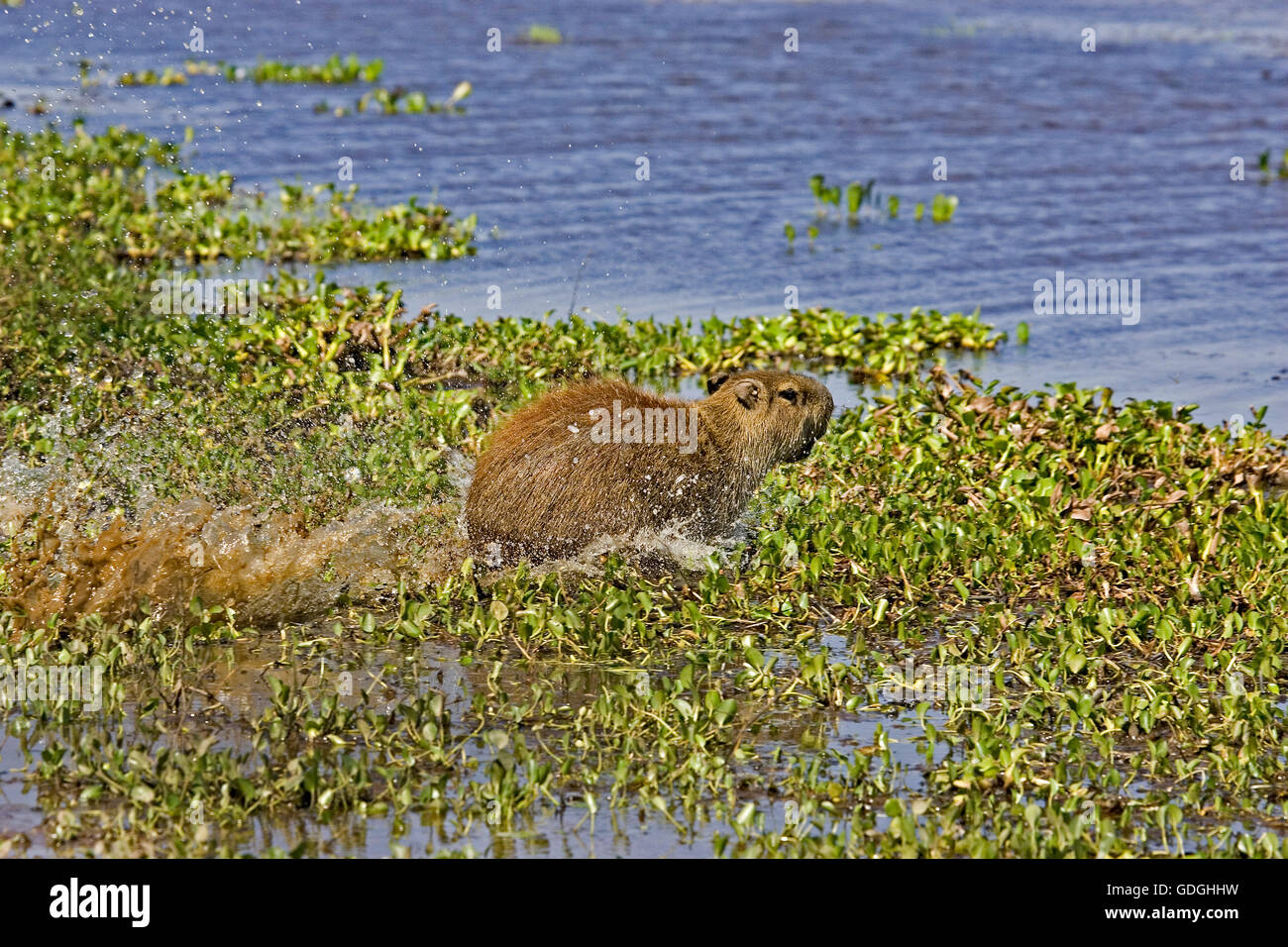 CAPYBARA hydrochoerus hydrochaeris, ADULT RUNNING, ENTERING INTO RIVER ...