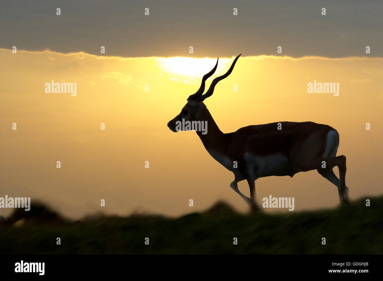 Blackbuck antilope cervicapra adult male hi-res stock photography and ...