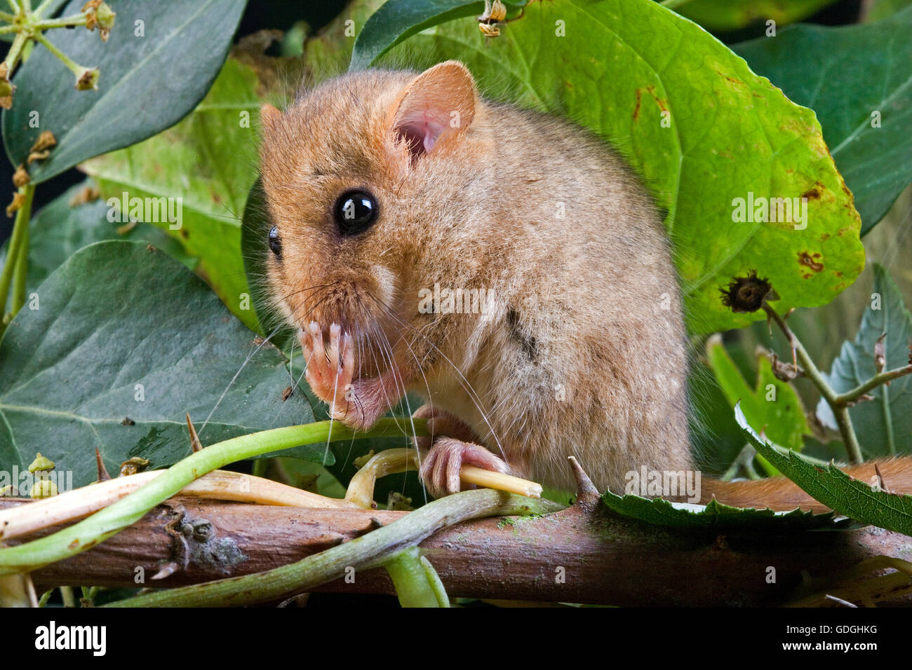 Common dormouse hi-res stock photography and images - Alamy