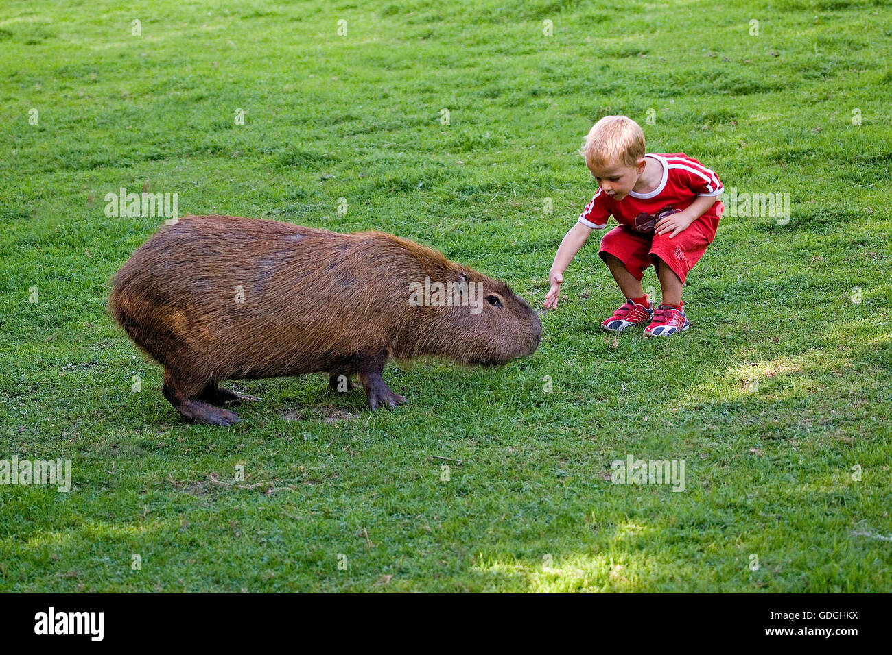 Boy with capybara hydrochoeris hydrochaeris hi-res stock photography ...