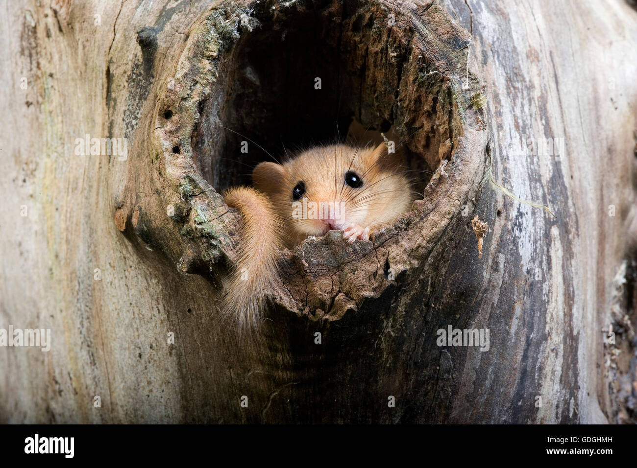 Common Dormouse, muscardinus avellanarius, Adult at Nest Entrance ...