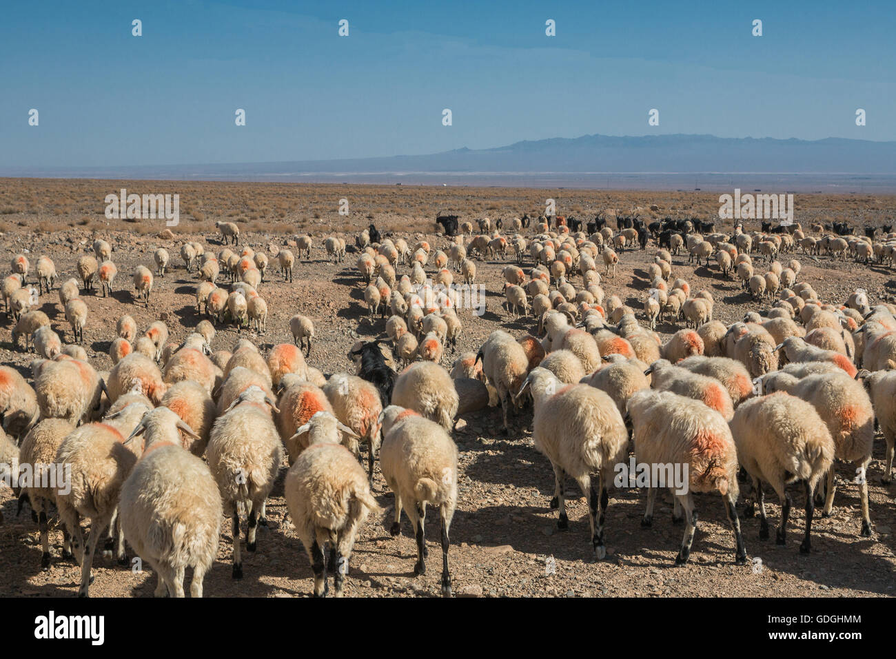 Goats sheep iran middle east hi-res stock photography and images - Alamy