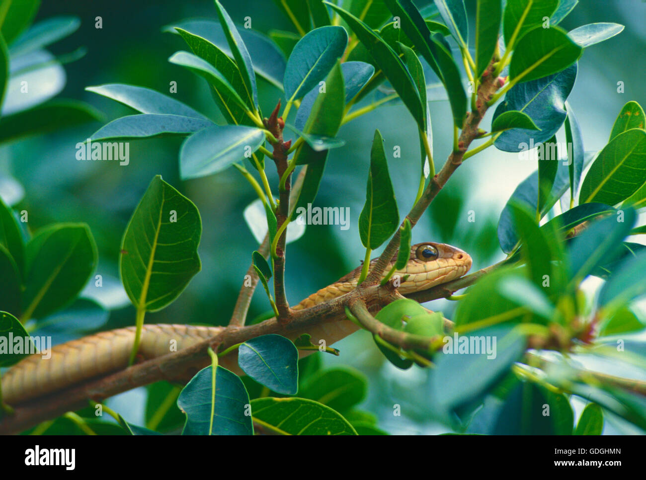 Dispholidus typus hi-res stock photography and images - Alamy