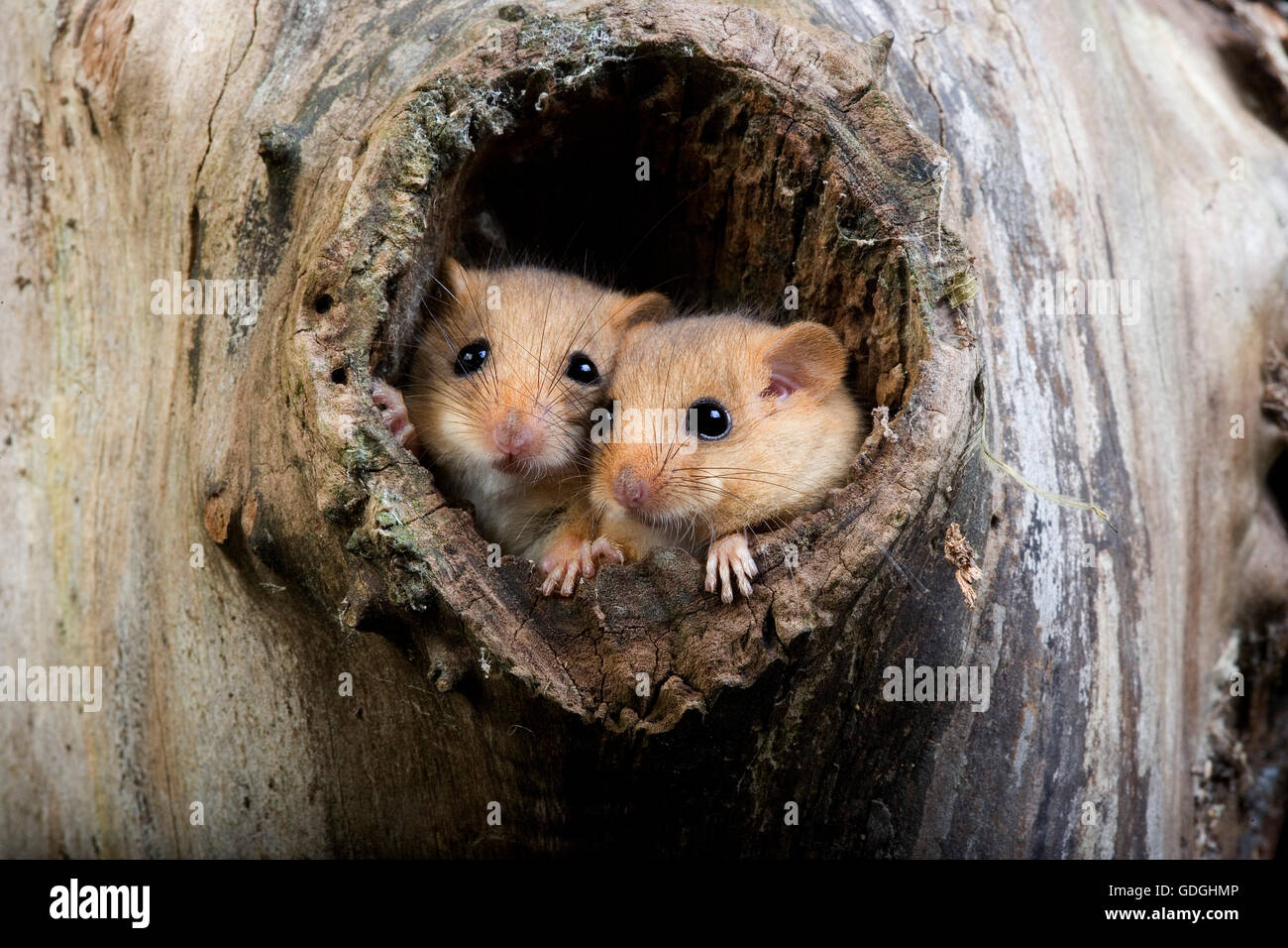 Common Dormouse, muscardinus avellanarius, Pair in Nest, Normandy Stock ...