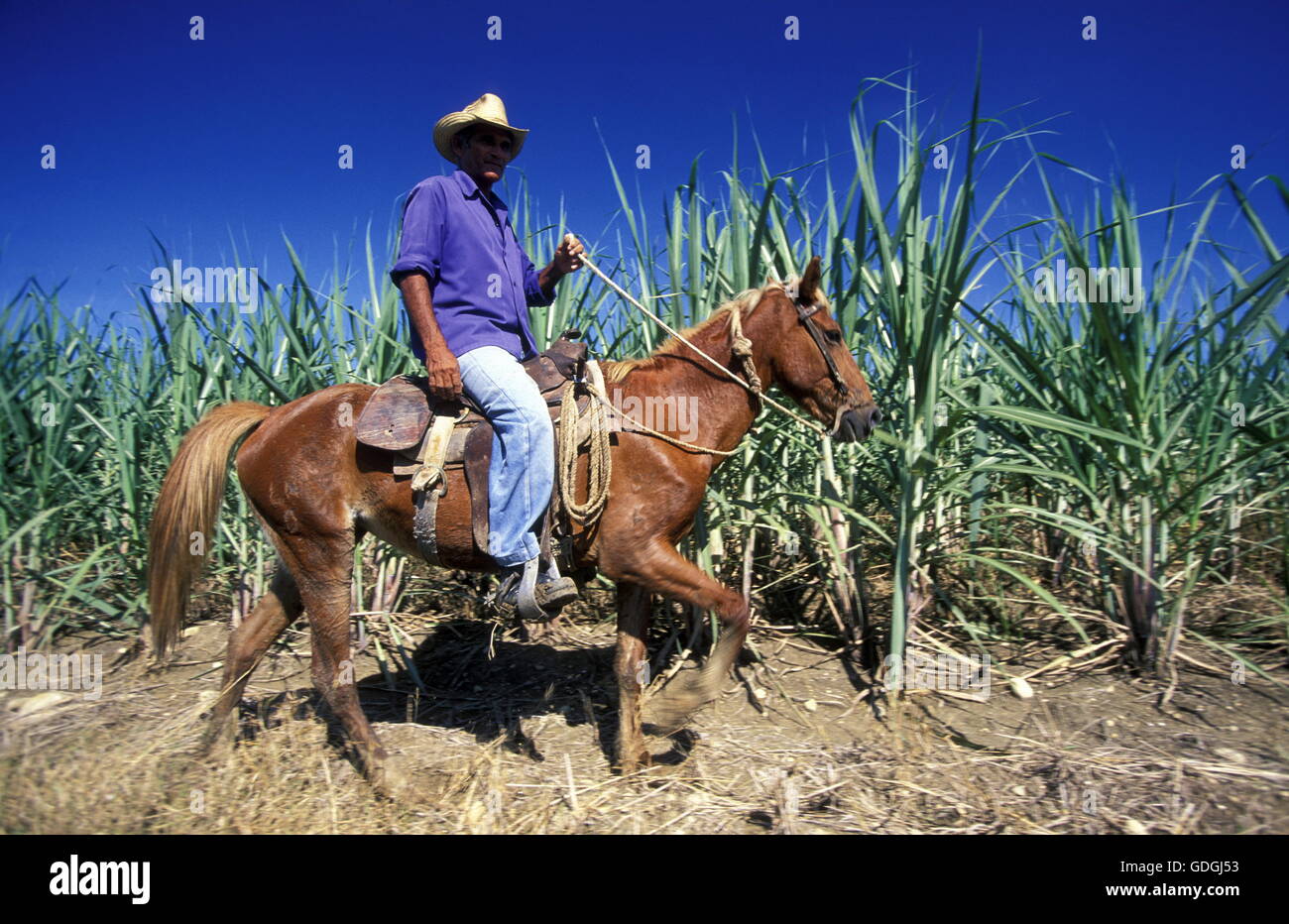Caribbean farming hi-res stock photography and images - Alamy