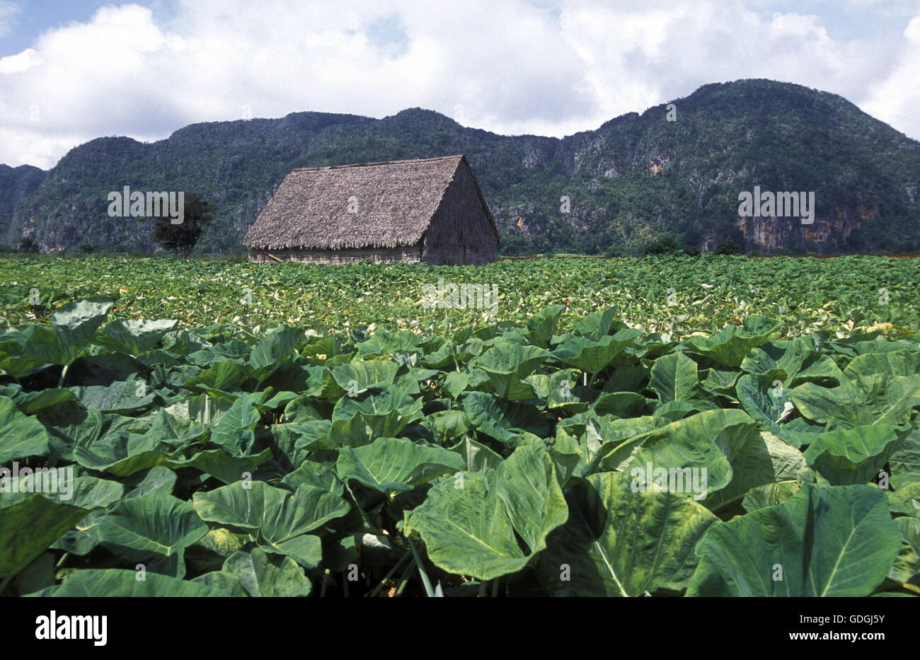 the landscape near the village of Vinales on Cuba in the caribbean sea ...
