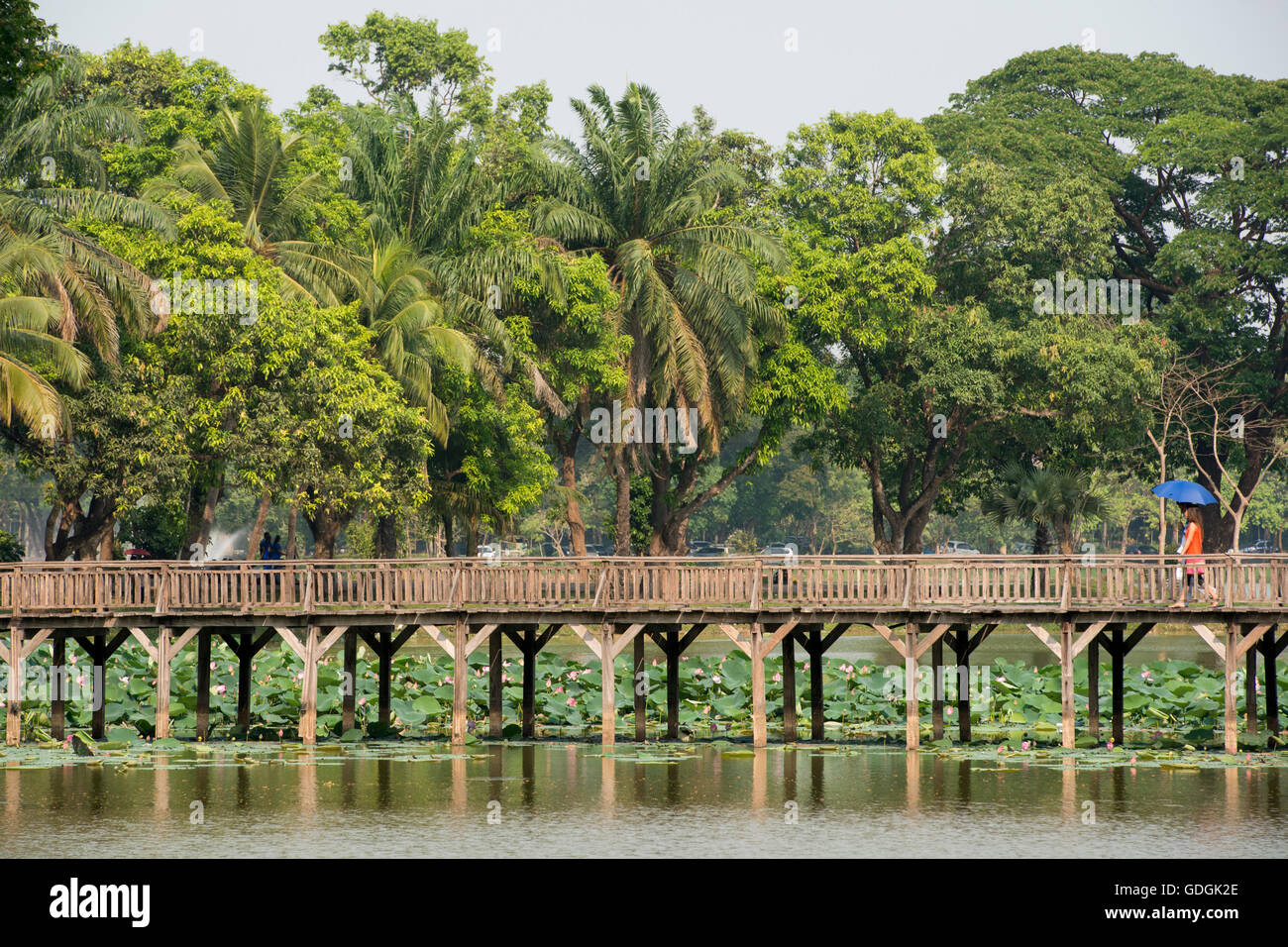 the Kandawgyi lake in the City of Yangon in Myanmar in Southeastasia ...