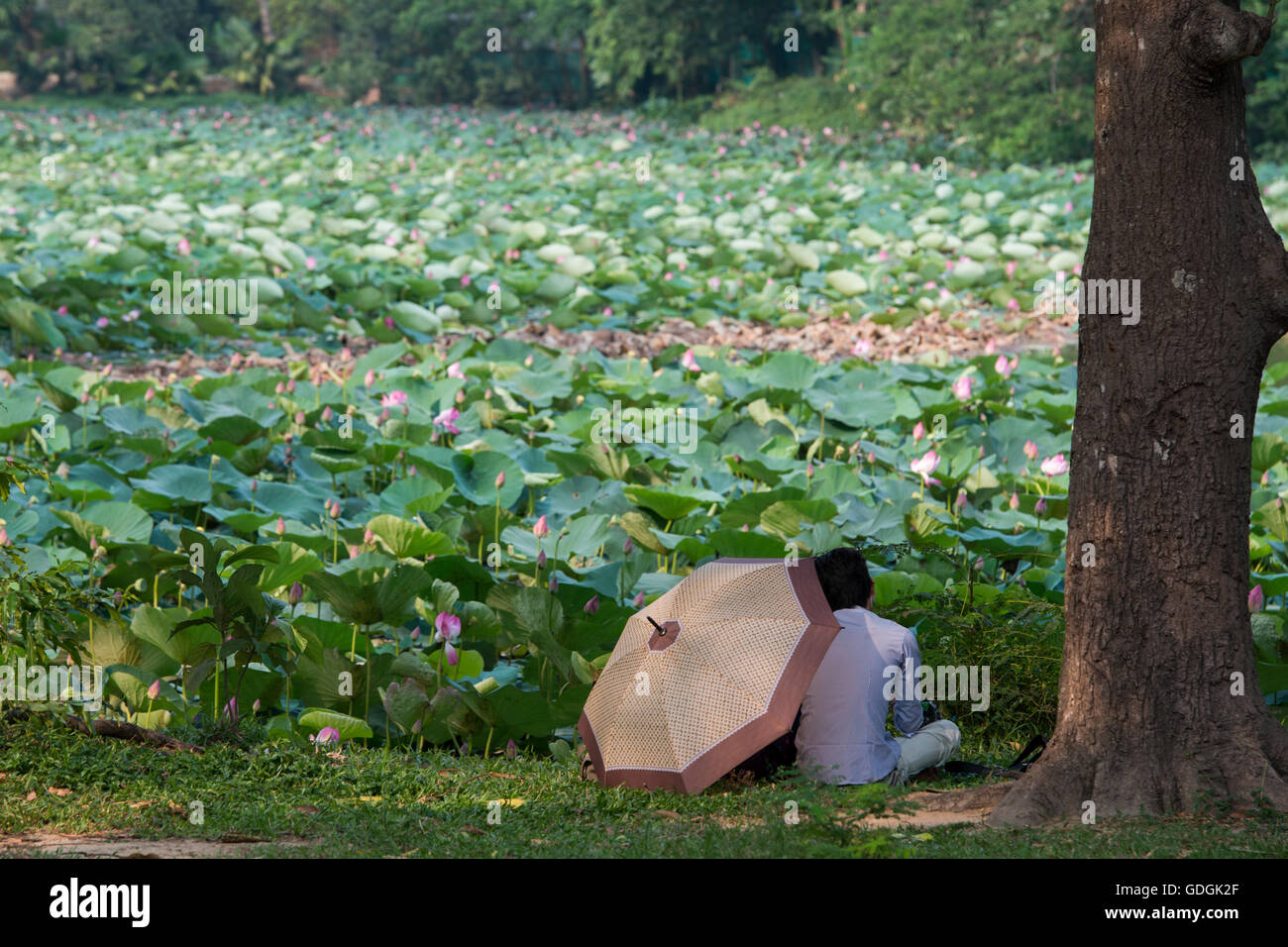 the Kandawgyi lake in the City of Yangon in Myanmar in Southeastasia ...