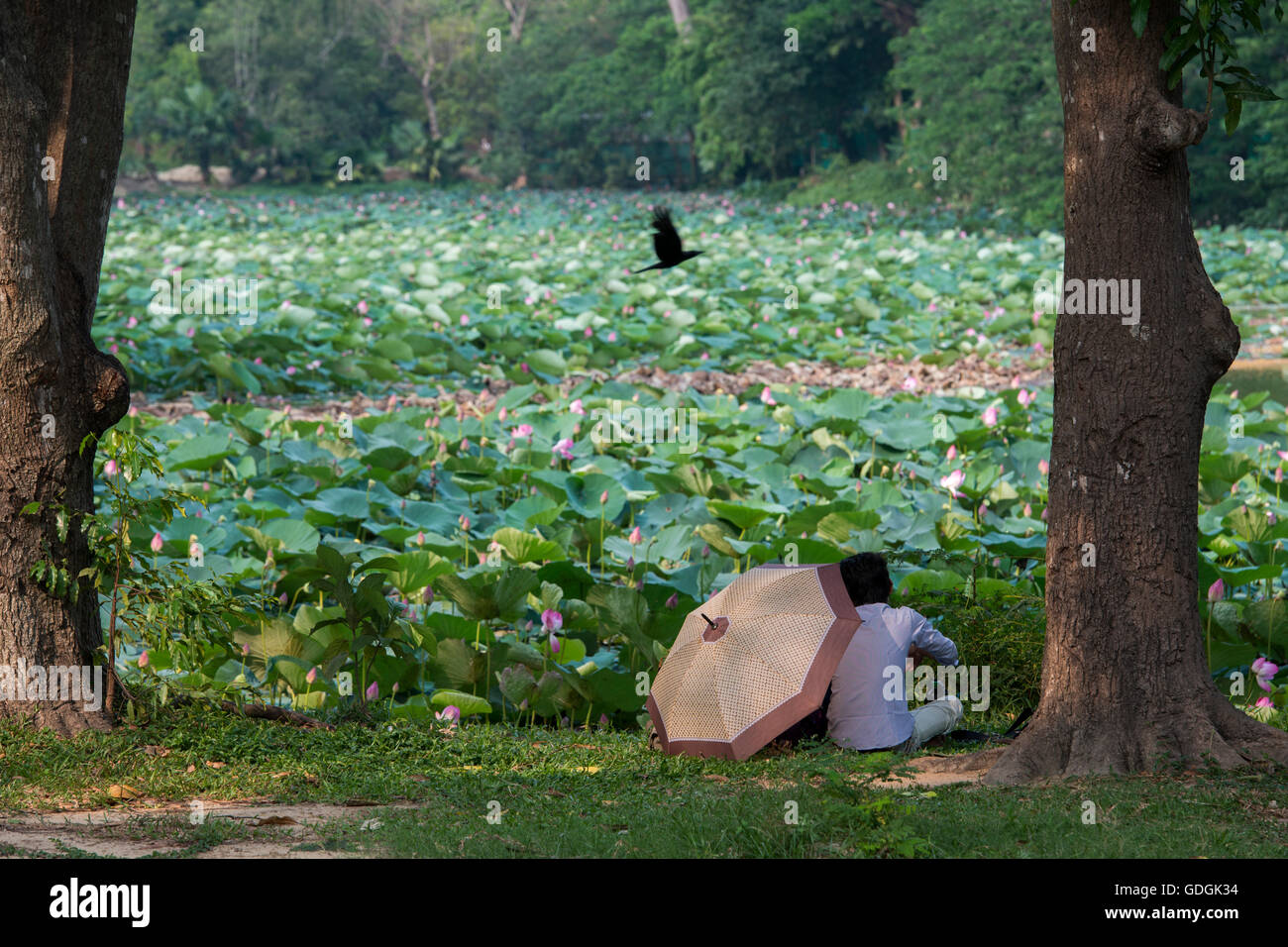 the Kandawgyi lake in the City of Yangon in Myanmar in Southeastasia ...