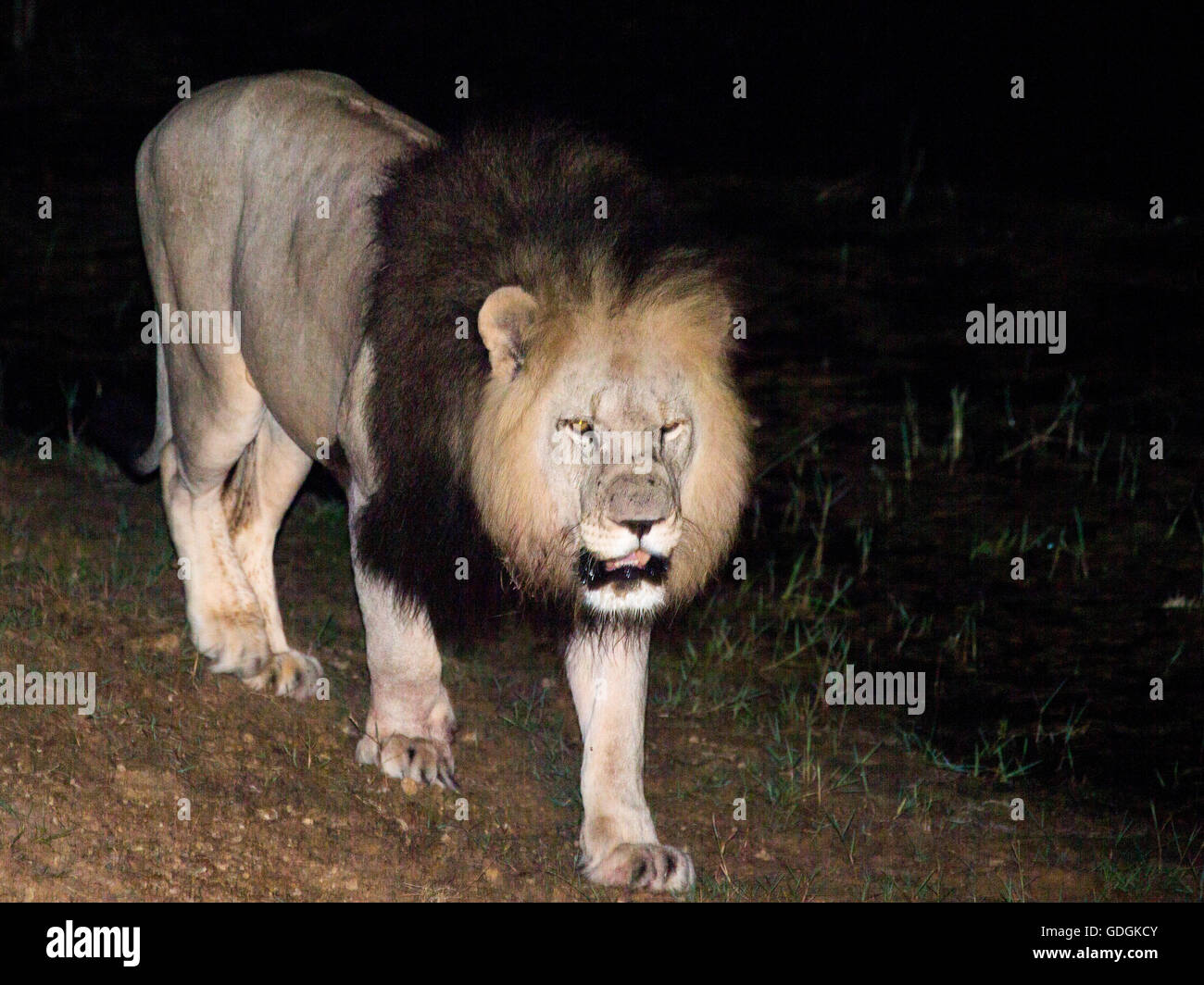 Prowling cat hi-res stock photography and images - Alamy