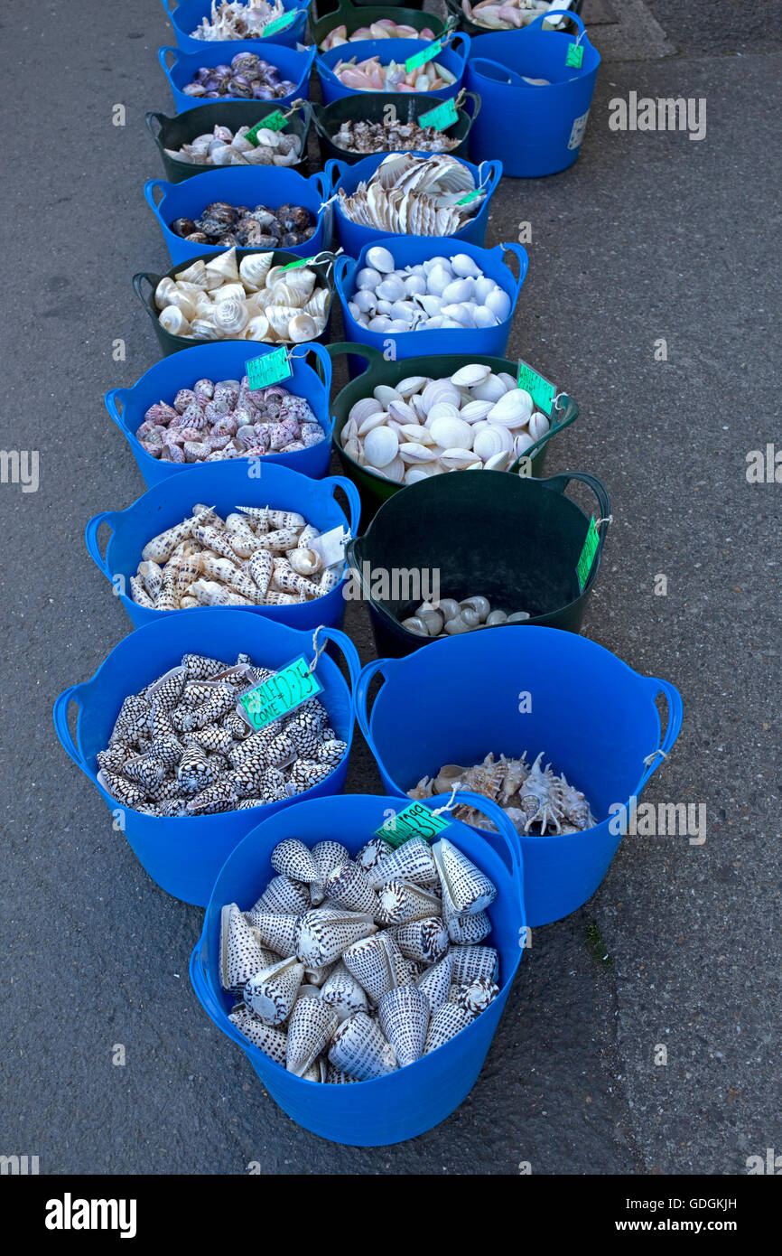 Dried sea shells in shop displayed on sale to tourists Lynmouth Devon ...