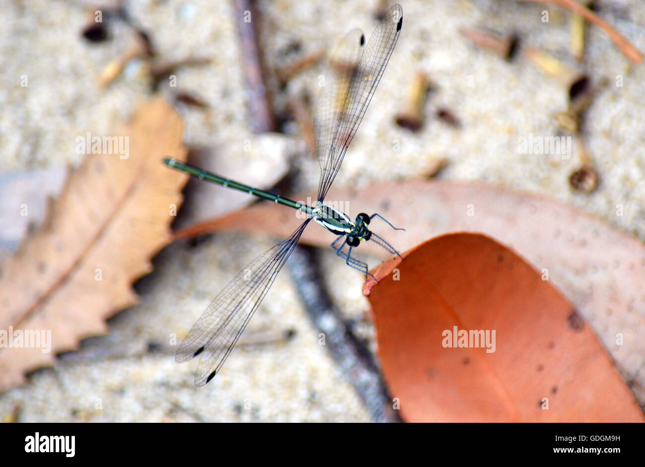 Australian dragonfly hi-res stock photography and images - Alamy