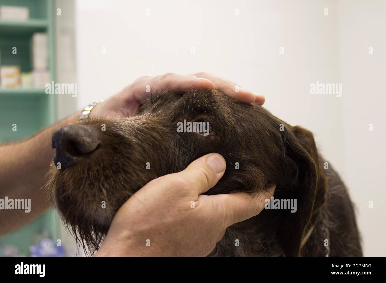 Veterinarian examining a dog's eye Stock Photo - Alamy