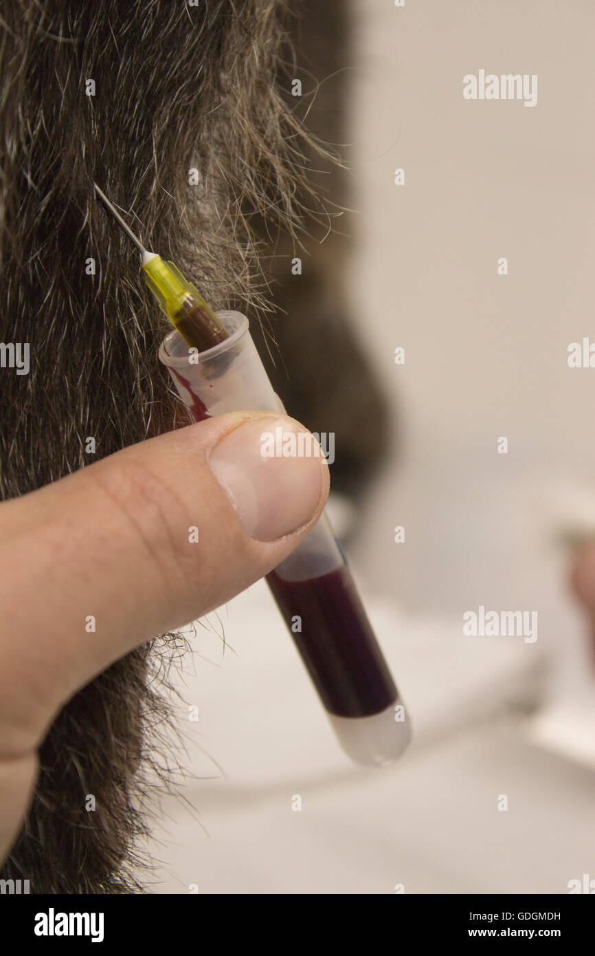 Veterinarian hand holding blood test tube in the paw of a dog Stock ...