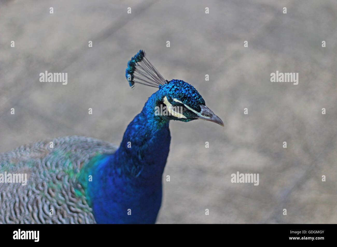 A male peacock strutting Stock Photo - Alamy