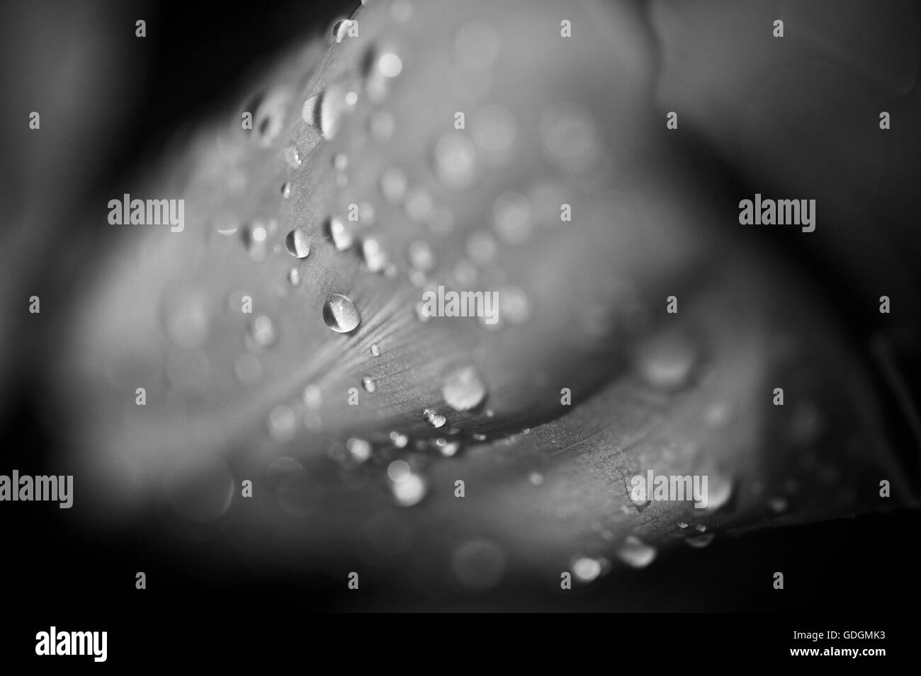 Various Flowers Macro Close Up Photography Stock Photo - Alamy