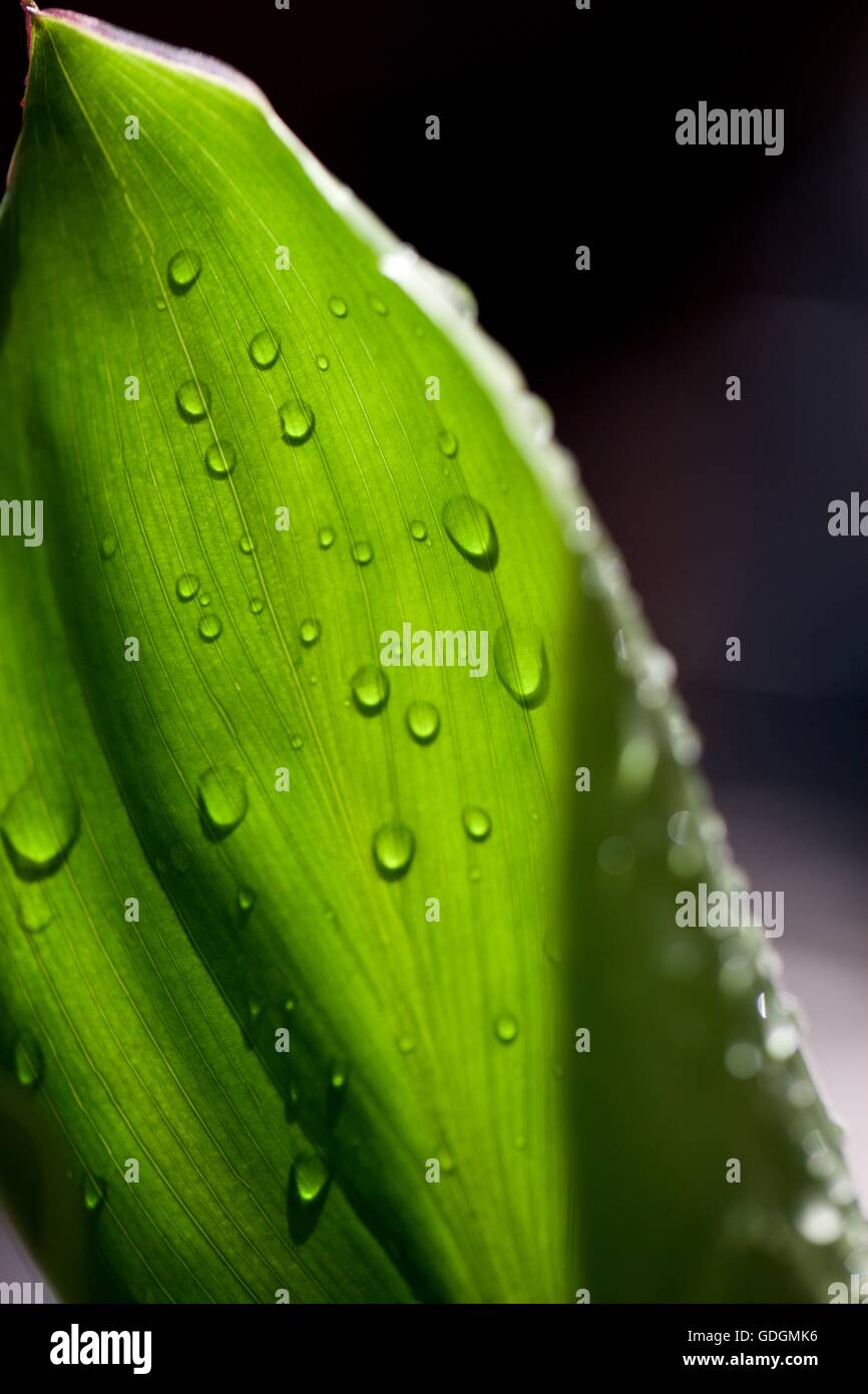 Various Flowers Macro Close Up Photography Stock Photo - Alamy