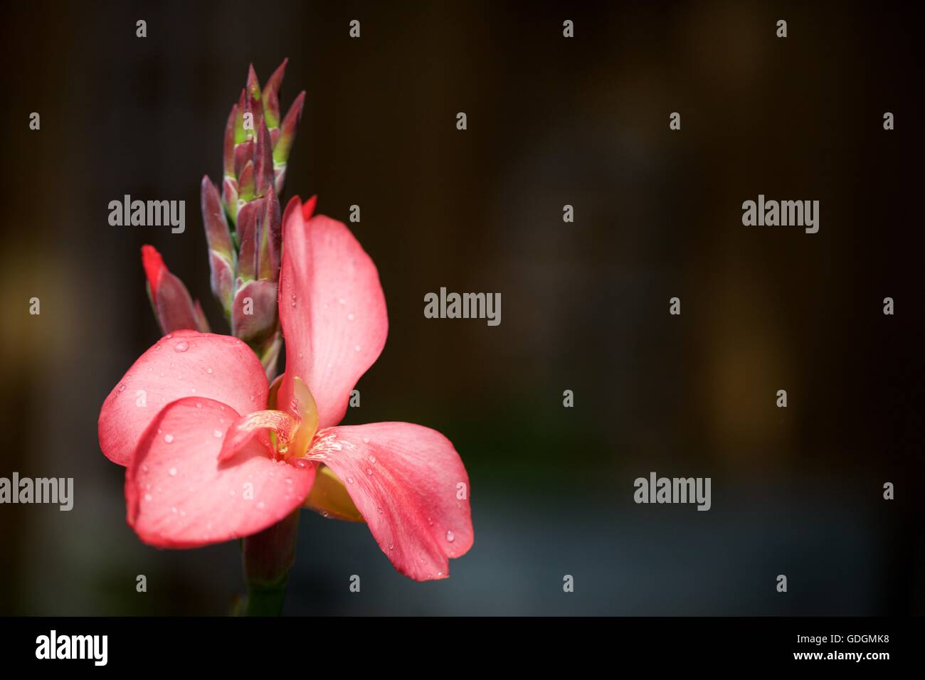 Various Flowers Macro Close Up Photography Stock Photo - Alamy