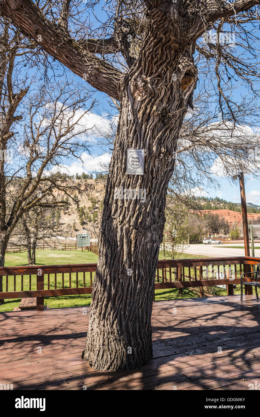 Wyoming devils tower tree trunk hi-res stock photography and images - Alamy