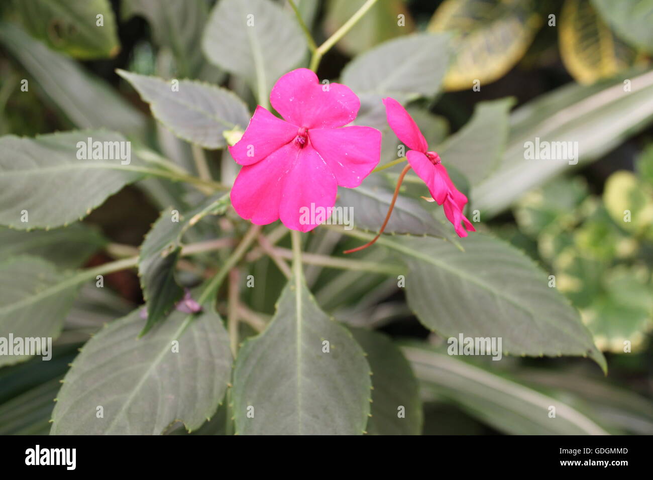 couple of pink flowers Stock Photo - Alamy