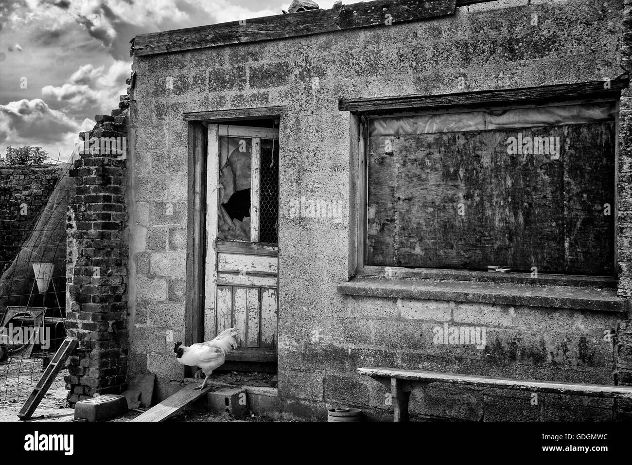 Chickens out Black and White Stock Photos & Images - Alamy