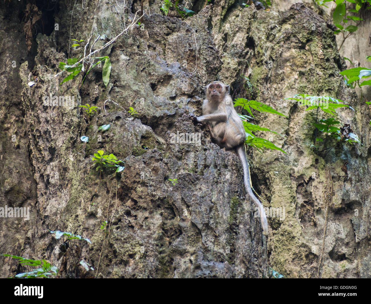 Monkey on the cliff inside batu caves Stock Photo - Alamy