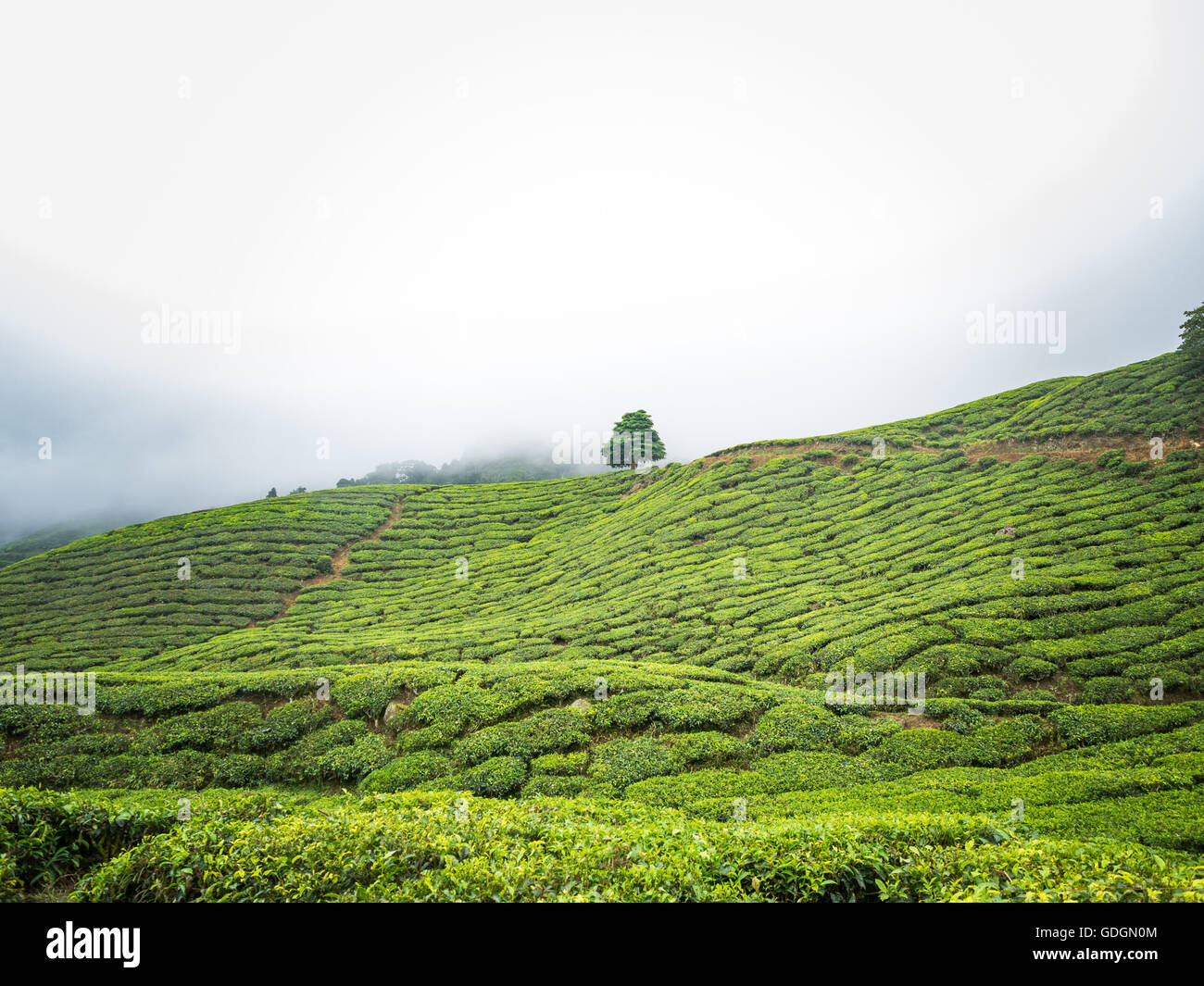 Boh Tea plantation in Cameron highlands, Malaysia Stock Photo - Alamy