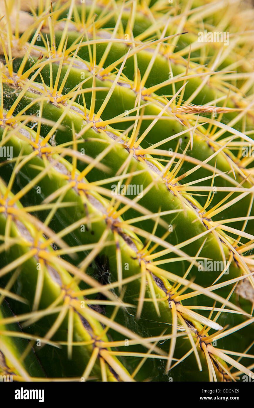 Closeup detail of the desert cactus Stock Photo - Alamy
