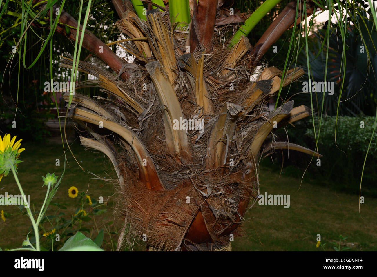 Date tree hi-res stock photography and images - Alamy