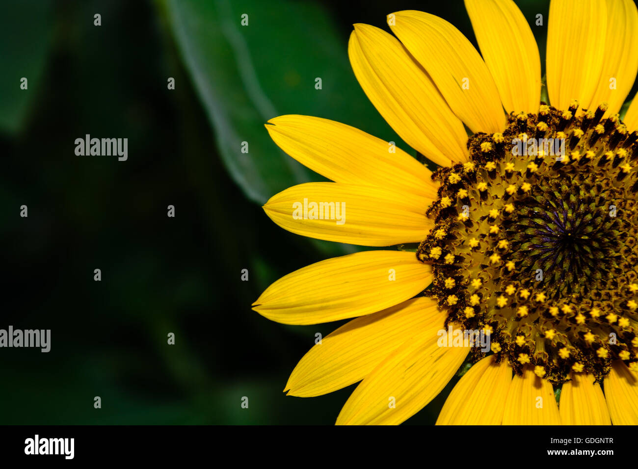 Sunflowers facing the sun hi-res stock photography and images - Alamy