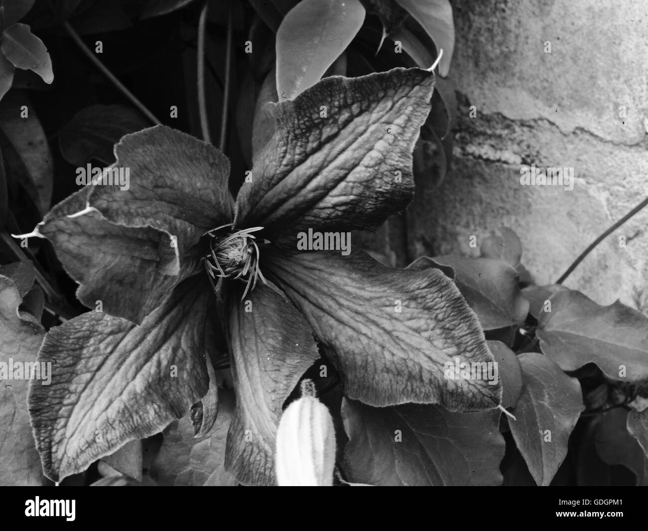 Clematis flower in black & white Stock Photo - Alamy