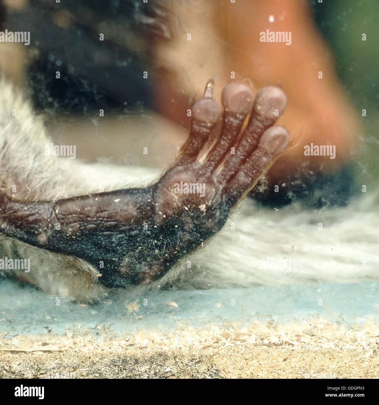 Lemur foot up against the glass Stock Photo - Alamy