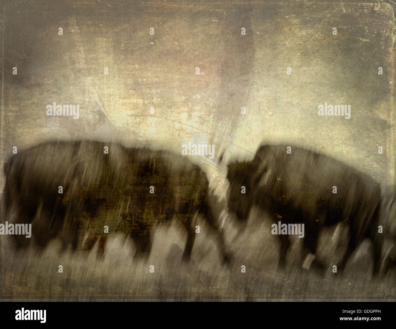 Buffalo fur texture hi-res stock photography and images - Alamy
