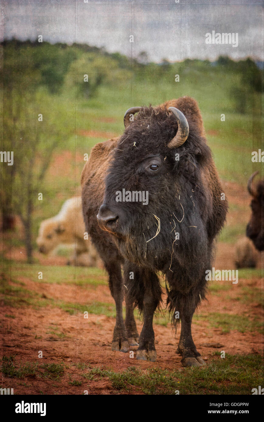 Bison or buffalo are large, even-toed ungulates in the genus Bison ...