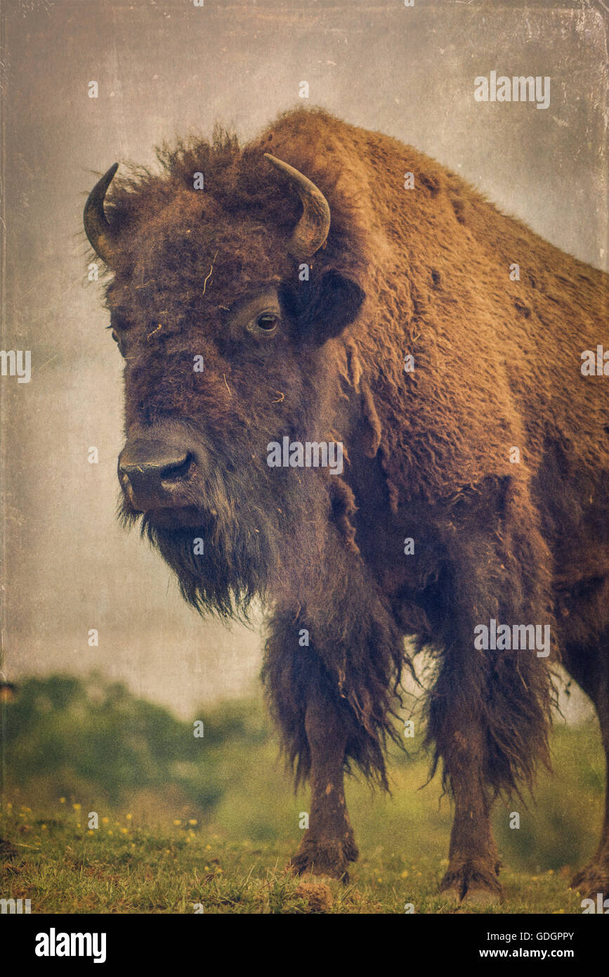 Bison or buffalo are large, even-toed ungulates in the genus Bison ...