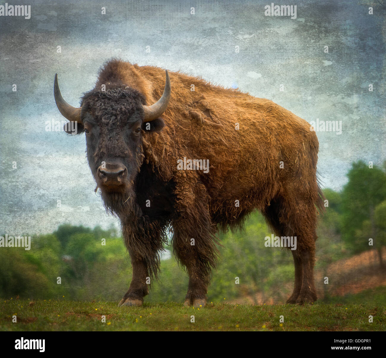 Buffalo fur texture hi-res stock photography and images - Alamy