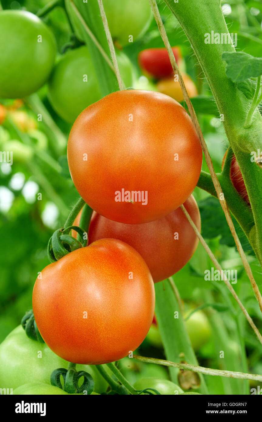 Ripe red tomatoes growing on the branch Stock Photo - Alamy