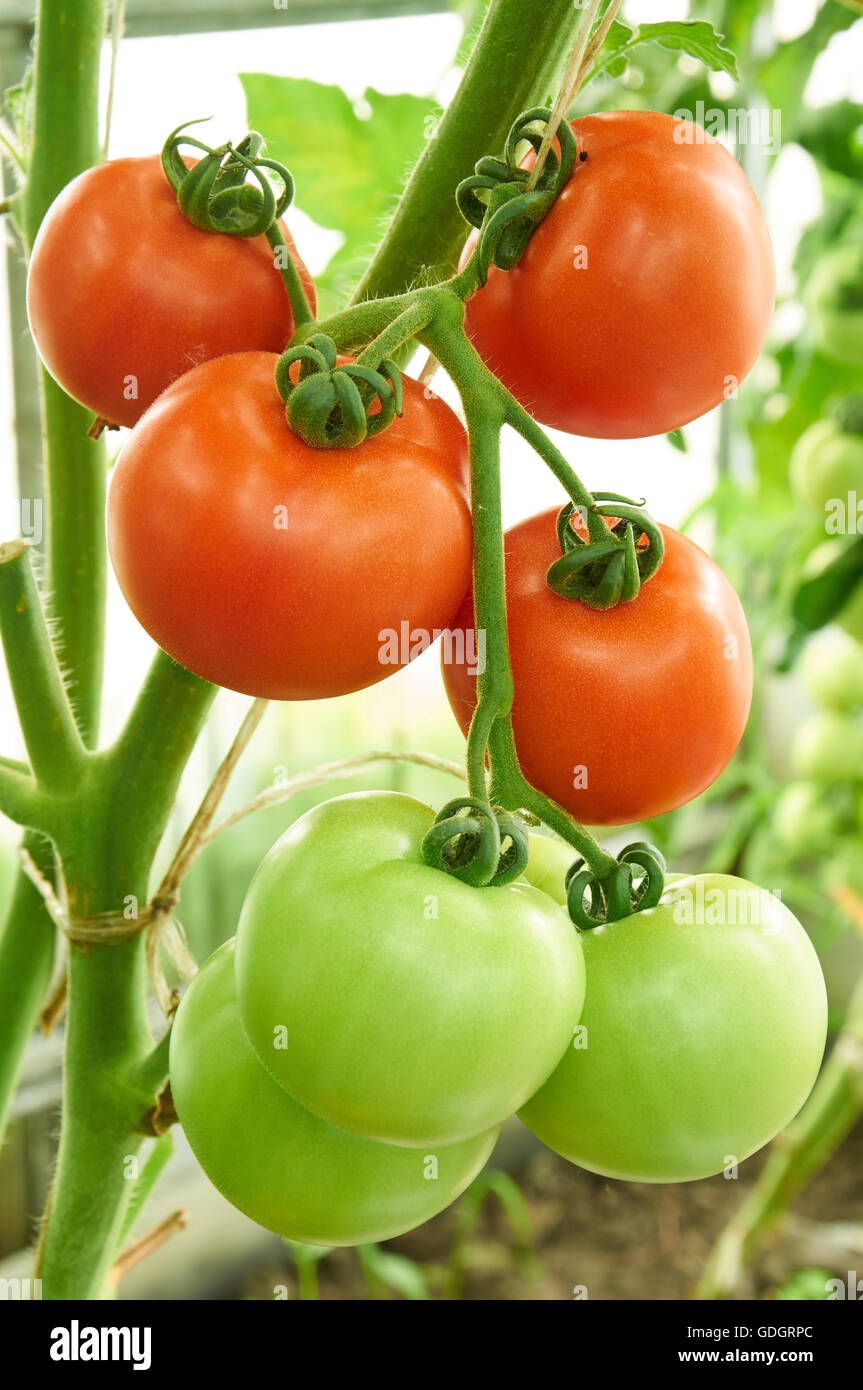 Red yellow green tomatoes hi-res stock photography and images - Alamy