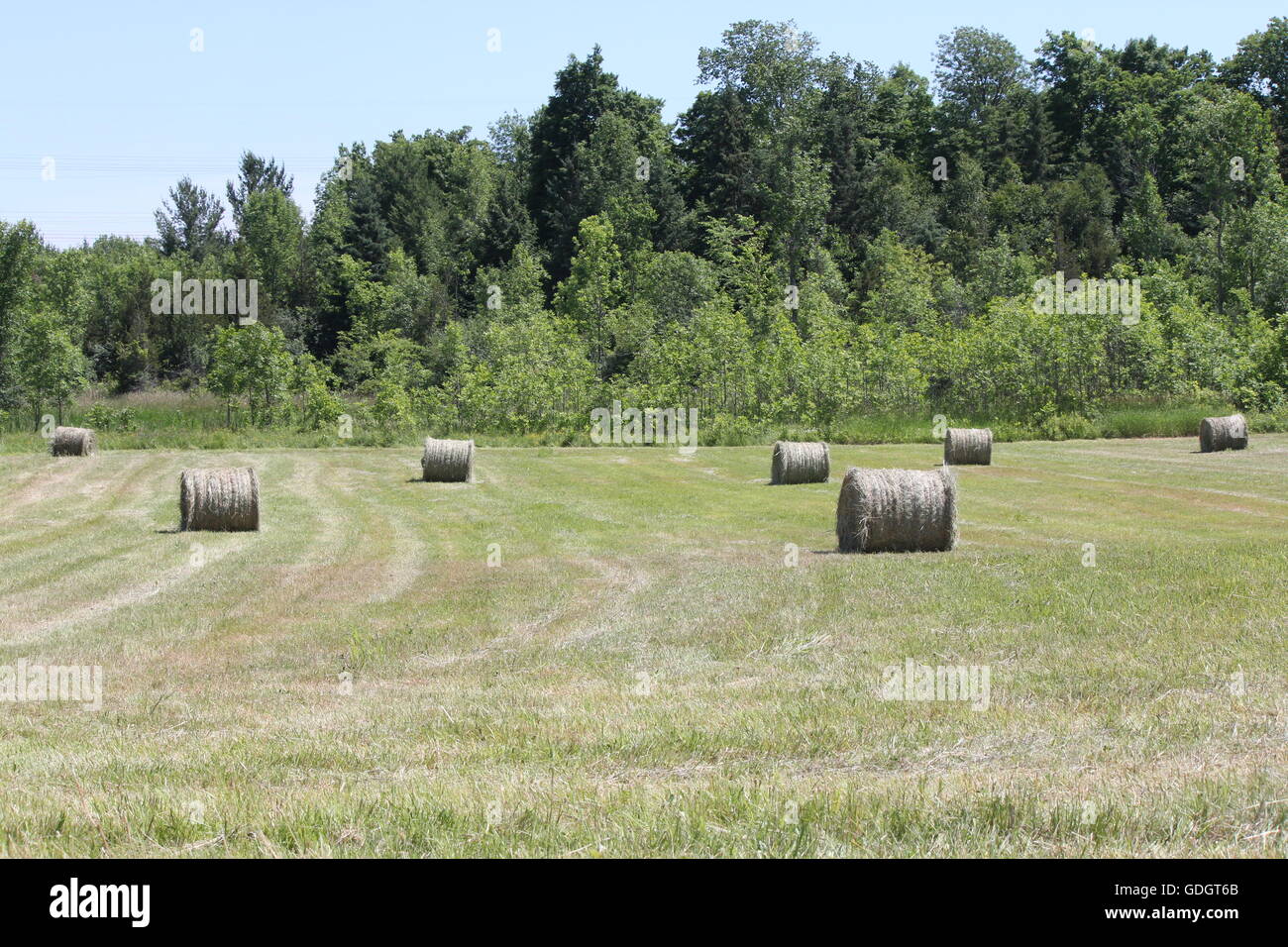 Freshly cut and baled round hay bales in a small farmers field Stock ...