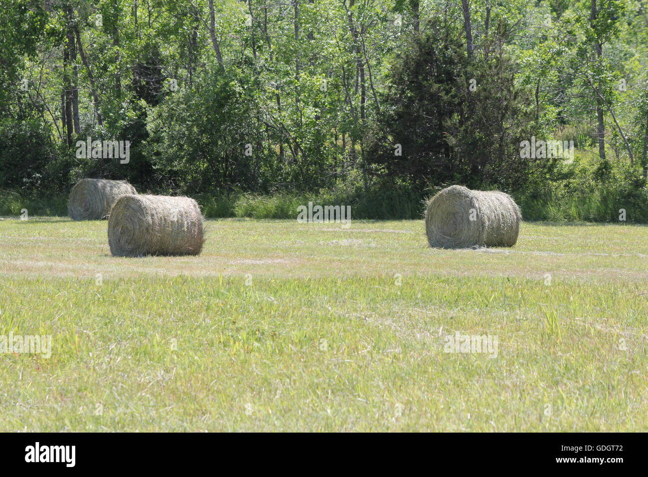 Freshly cut and baled round hay bales in a small farmers field Stock ...