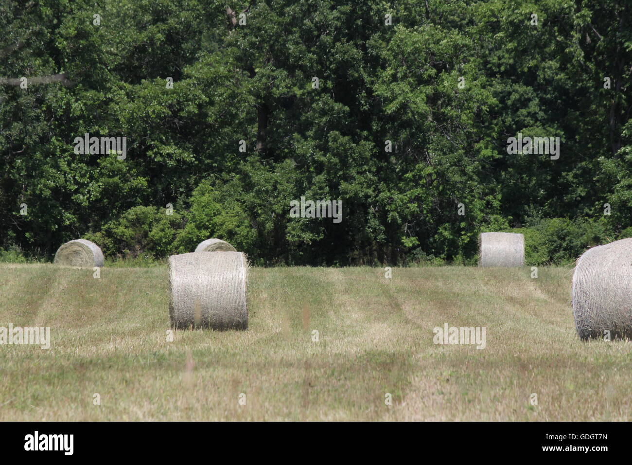 Freshly cut and baled round hay bales in a small farmers field Stock ...