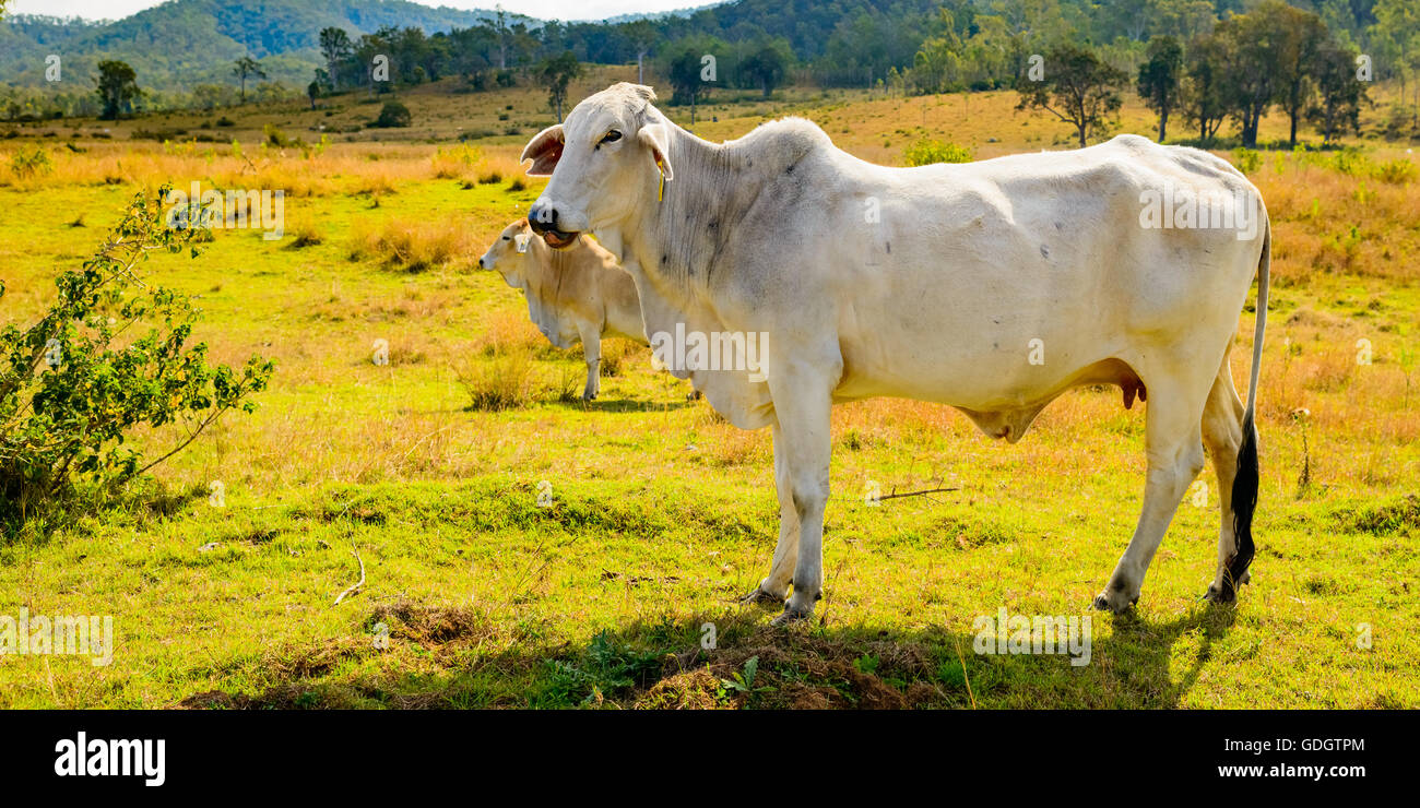 Brahman cattle head hi-res stock photography and images - Alamy