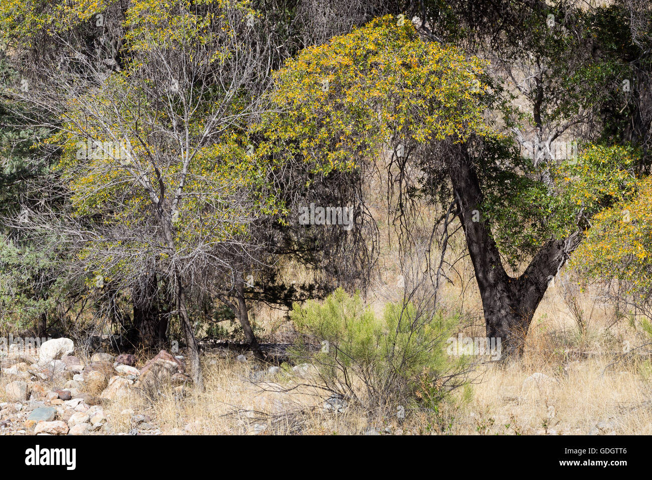 Desert oak trees hi-res stock photography and images - Alamy