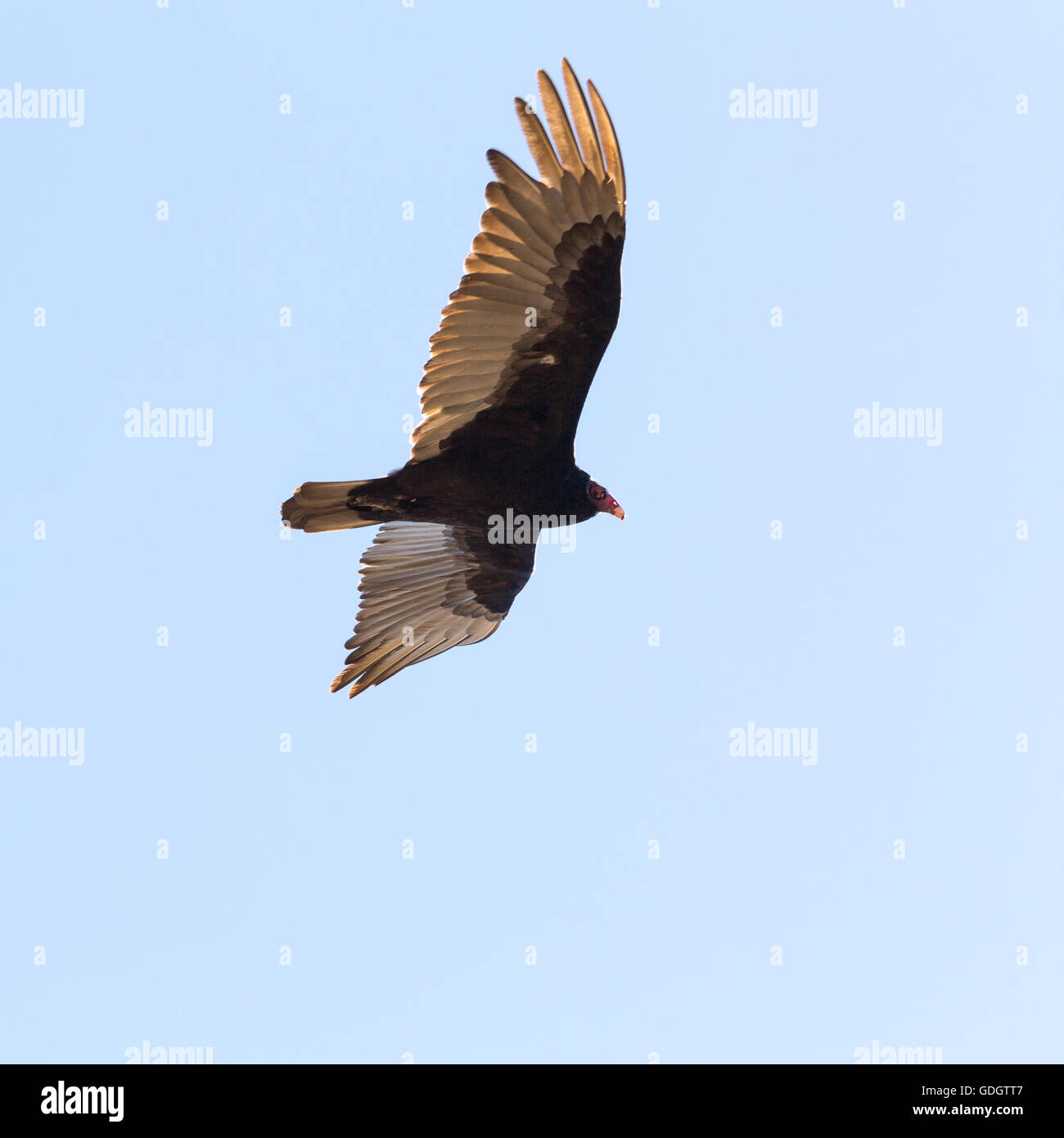 Turkey Vulture Flying High Resolution Stock Photography and Images - Alamy