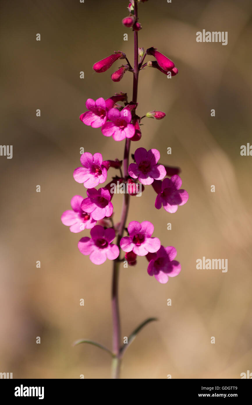 Parrys penstemon wildflower hi-res stock photography and images - Alamy
