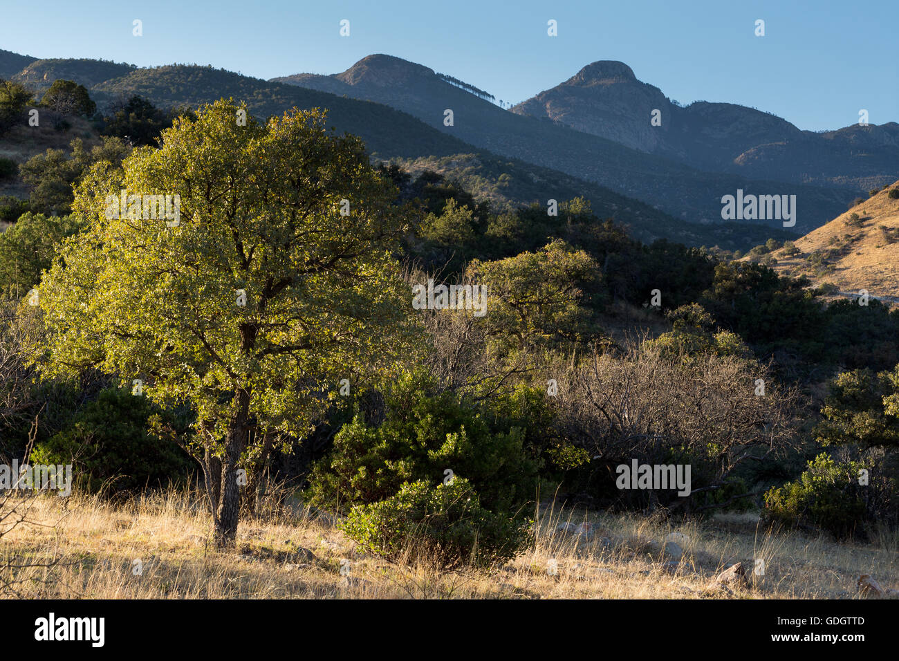 Mount Wrightson of the Santa Rita Mountains towering above nearby ...