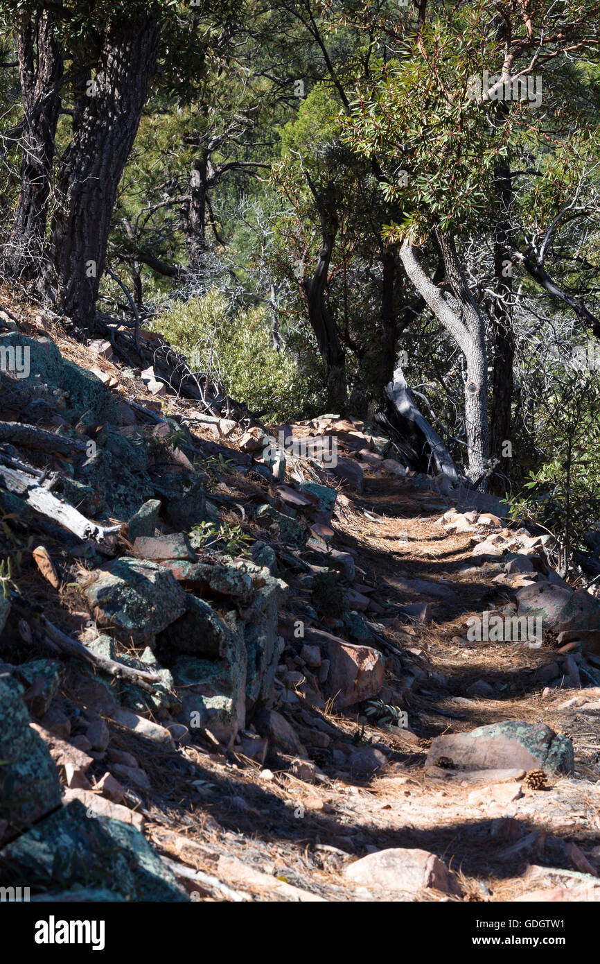 The Arizona Trail passing through oak and ponderosa pine trees in the ...
