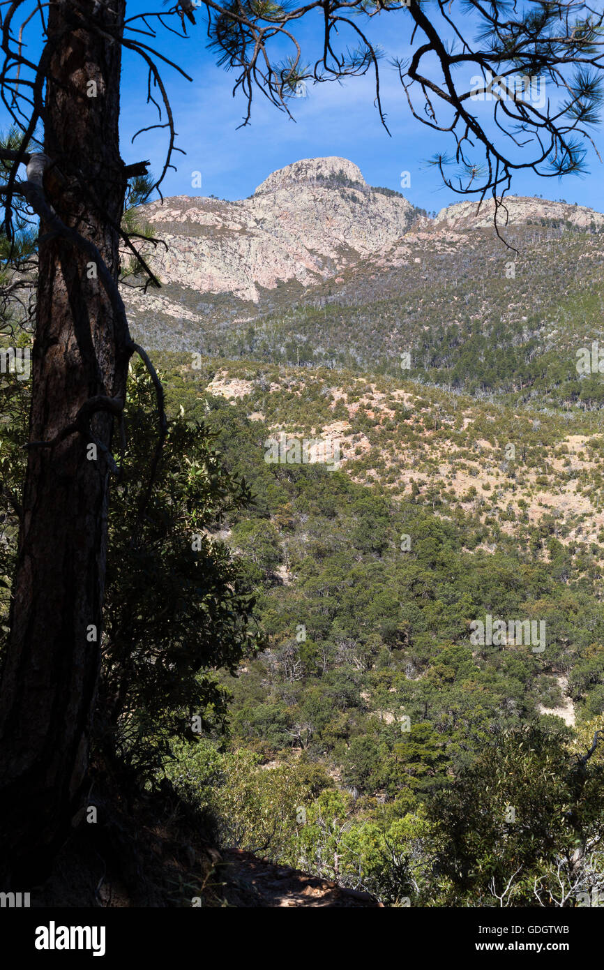 Mount Wrightson framed by a silhouetted ponderosa pine tree in the ...