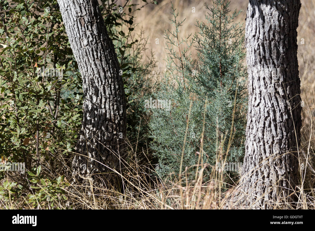 Oak tree trunks hi-res stock photography and images - Alamy