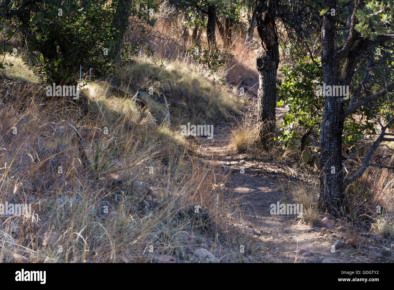 The Arizona Trail passing through oak trees in the higher elevations of ...